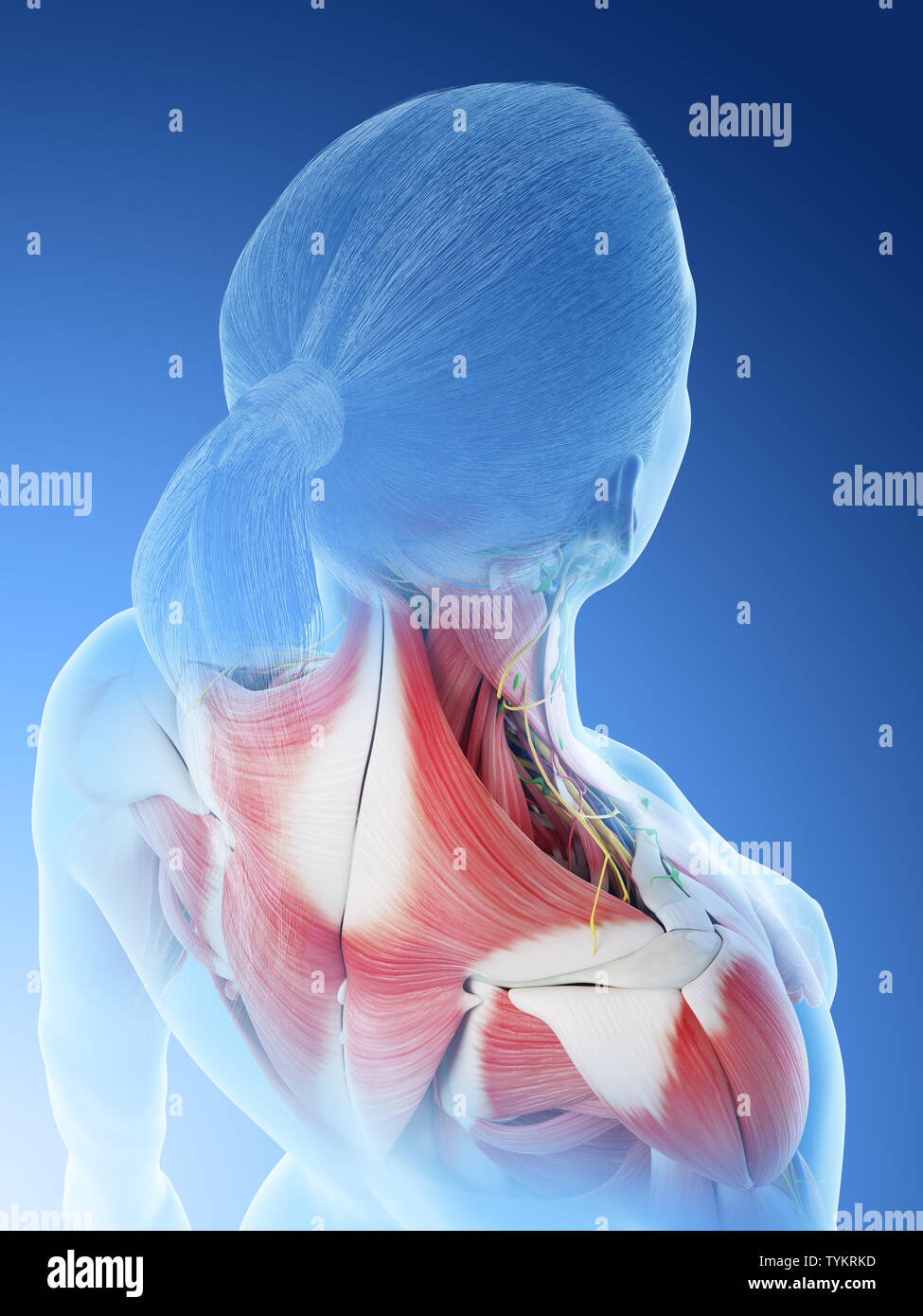 3d rendered illustration of a females anatomy of the back Stock Photo ...