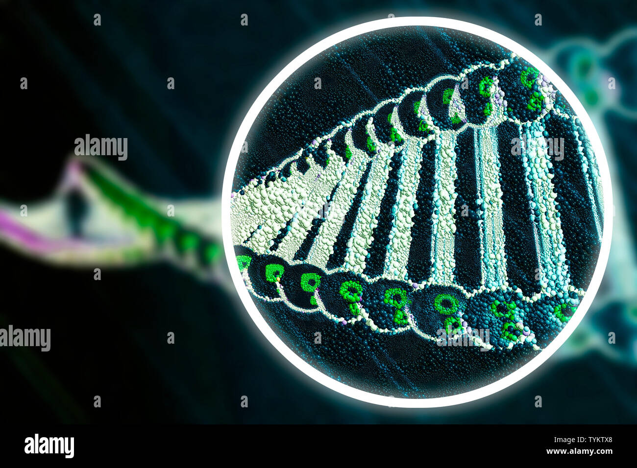 Synthetic Dna High Resolution Stock Photography and Images - Alamy
