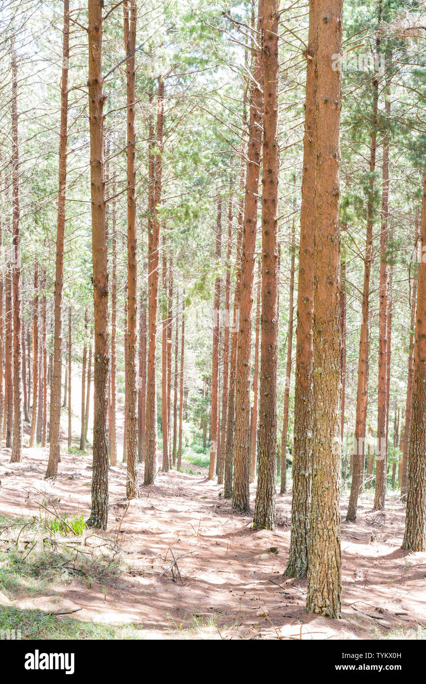 Debengeni falls south africa hi-res stock photography and images - Alamy