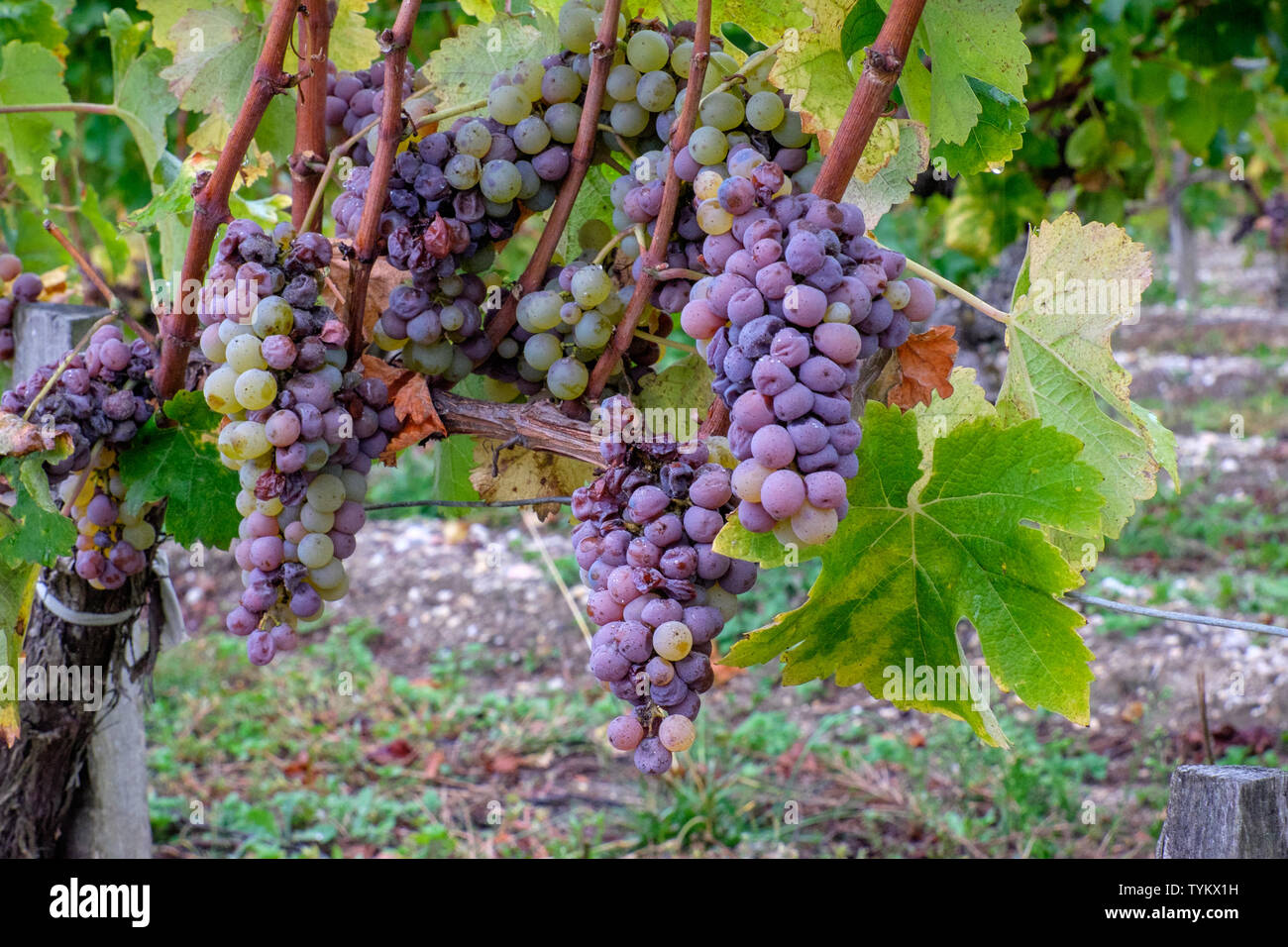 Espalier grapes hi-res stock photography and images - Alamy