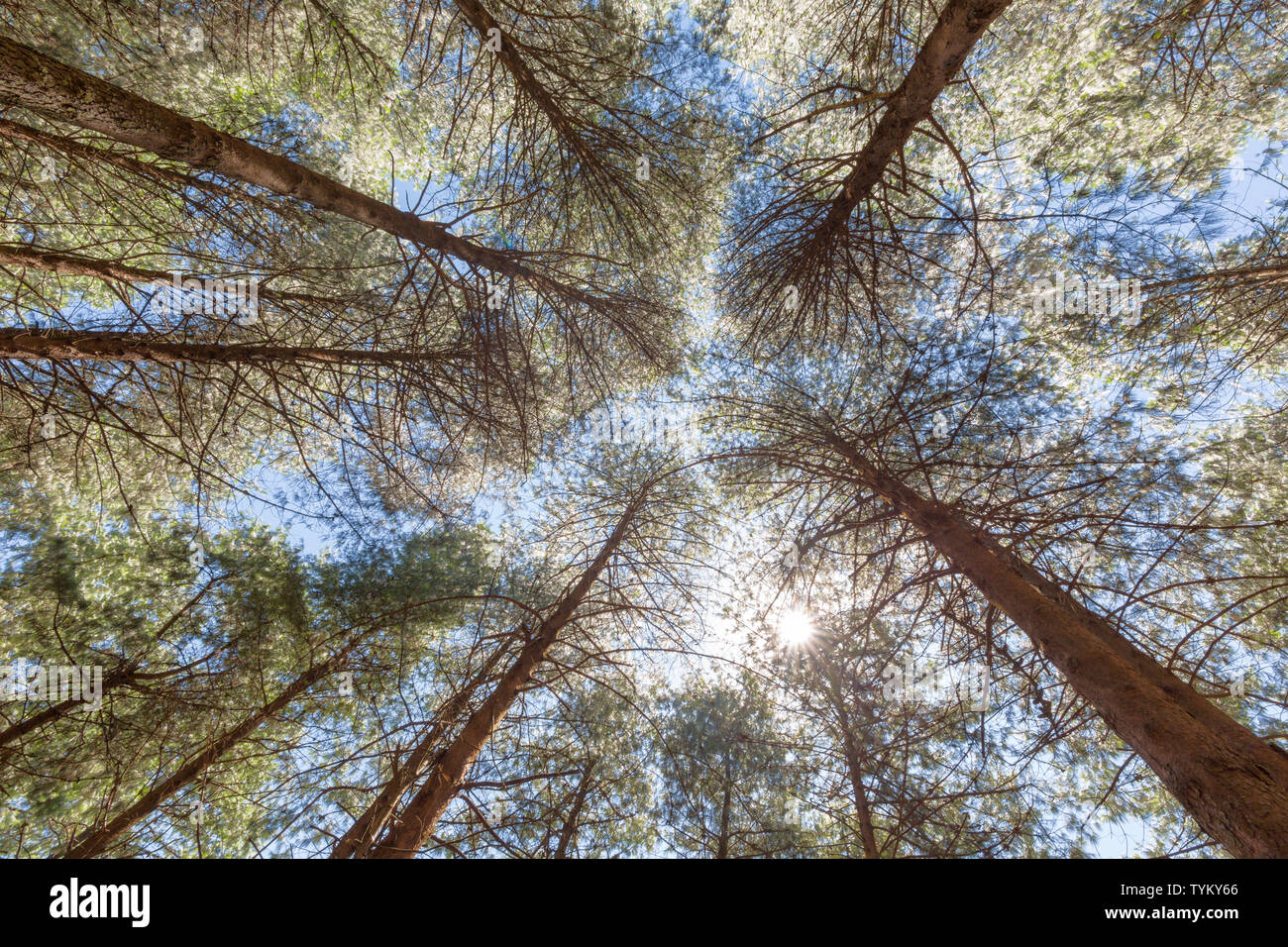 Reaching for sunlight hi-res stock photography and images - Alamy