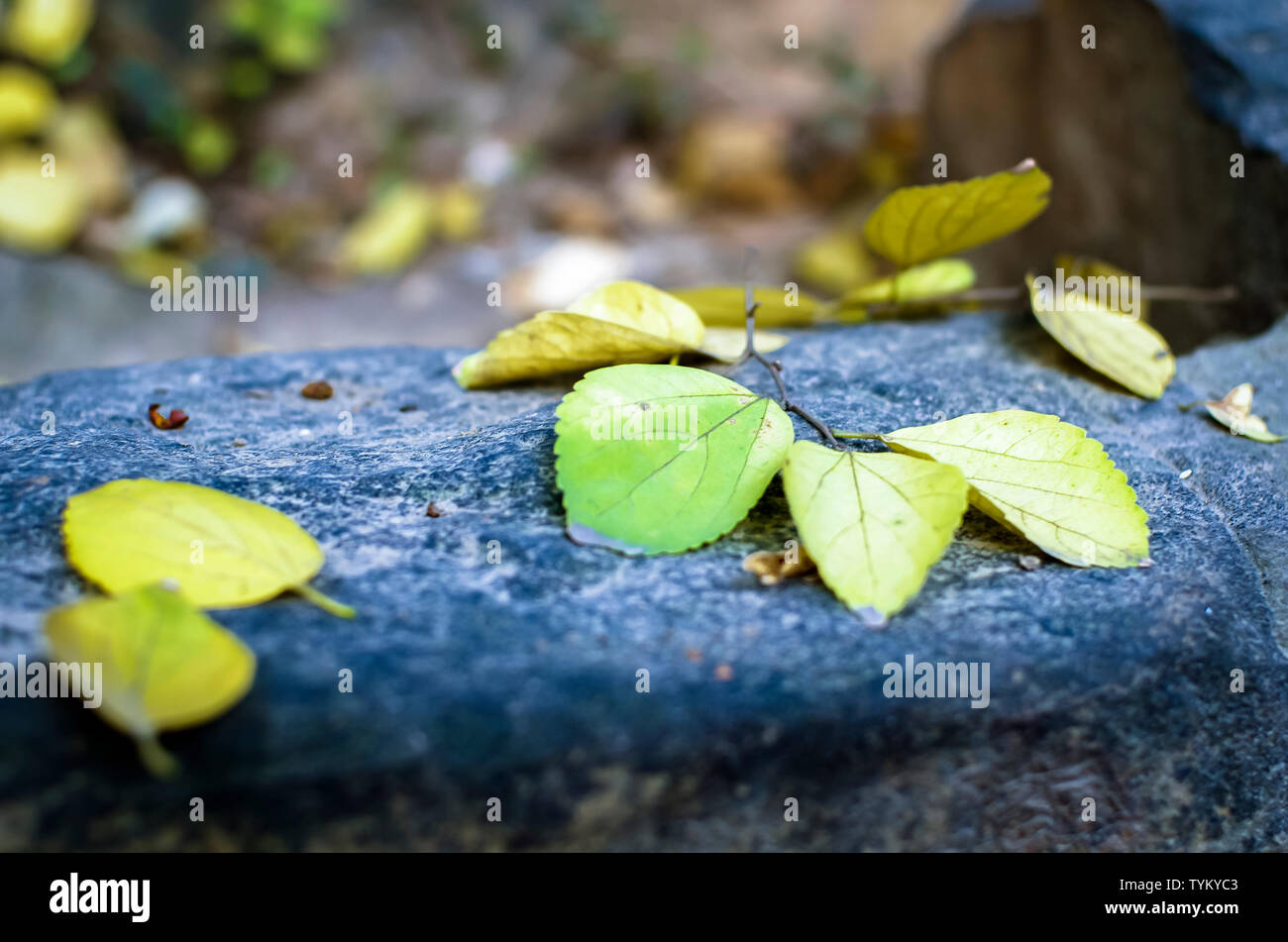 Autumn Color in Suzhou Garden Stock Photo - Alamy
