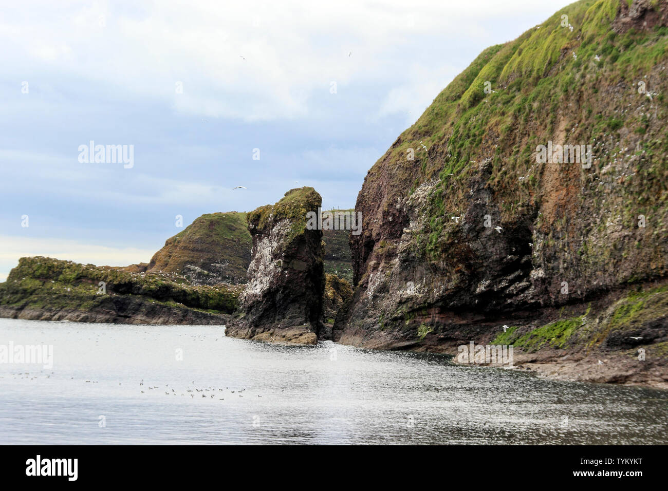 RSPB Fowlsheugh Nature Reserve, Scotland UK Stock Photo - Alamy
