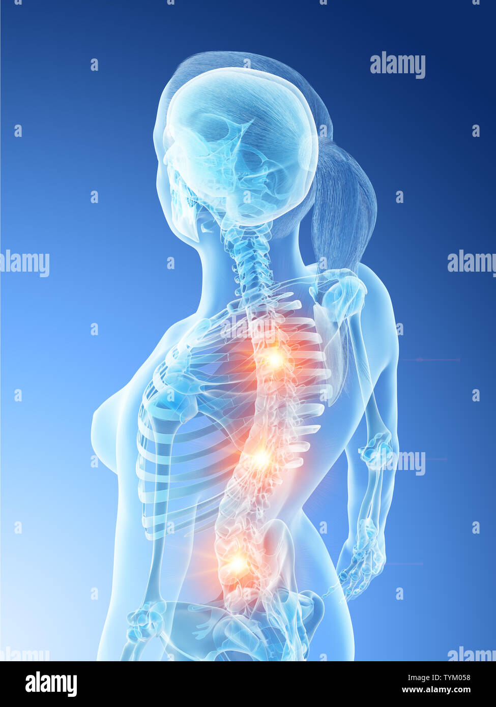 Woman anatomy internal organs back hi-res stock photography and images ...