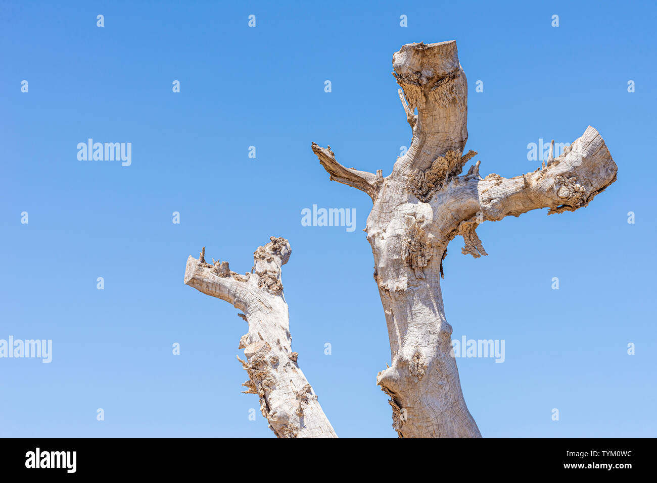 Plain tree hi-res stock photography and images - Alamy