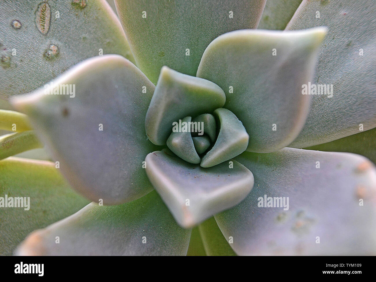 Succulent plant of green color. Top view. Green turquoise echeveria ...