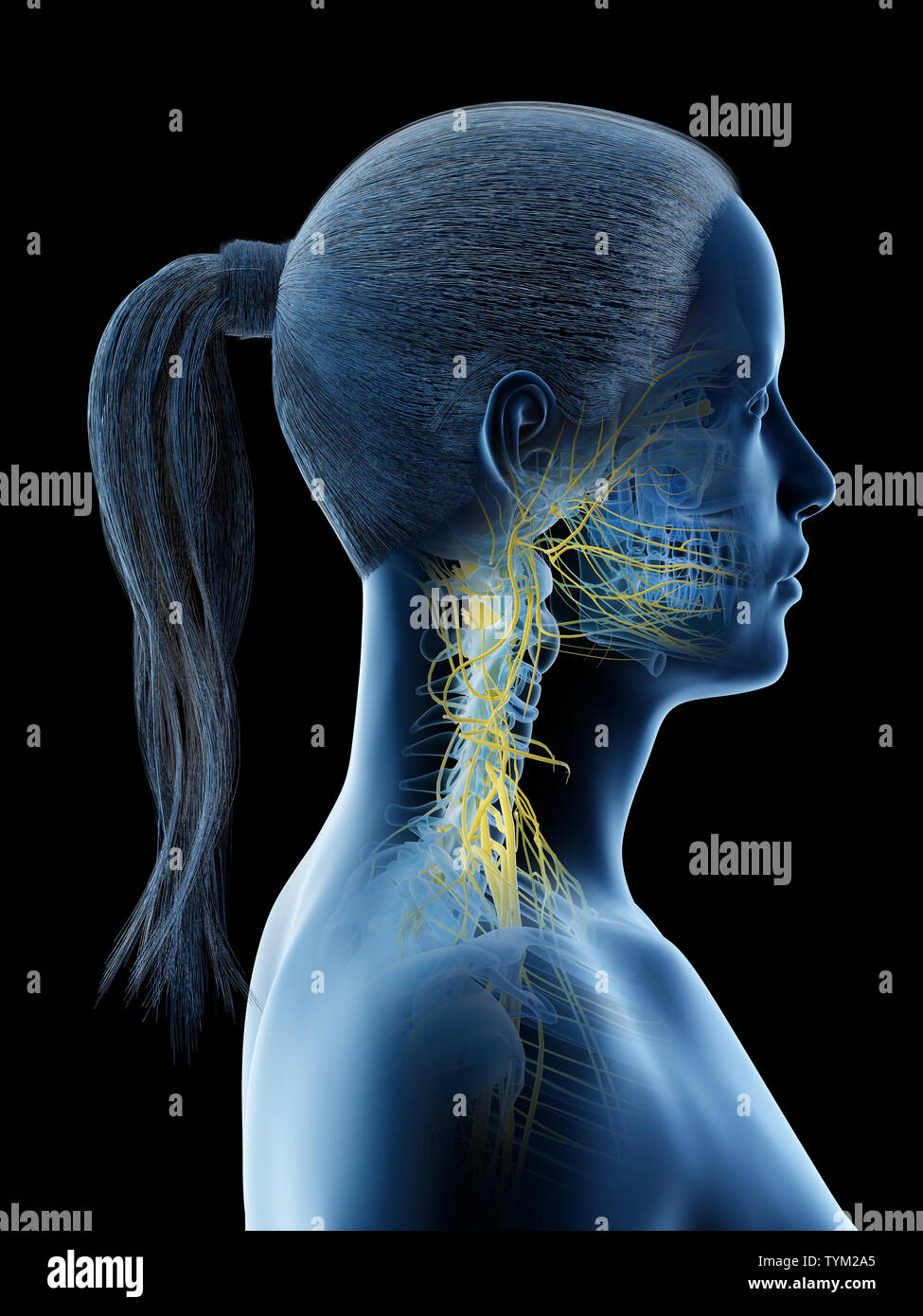 3d rendered illustration of a females nerves of the neck Stock Photo ...