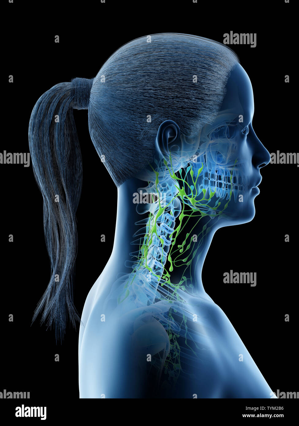 Lymphatic system of neck and head hi-res stock photography and images ...