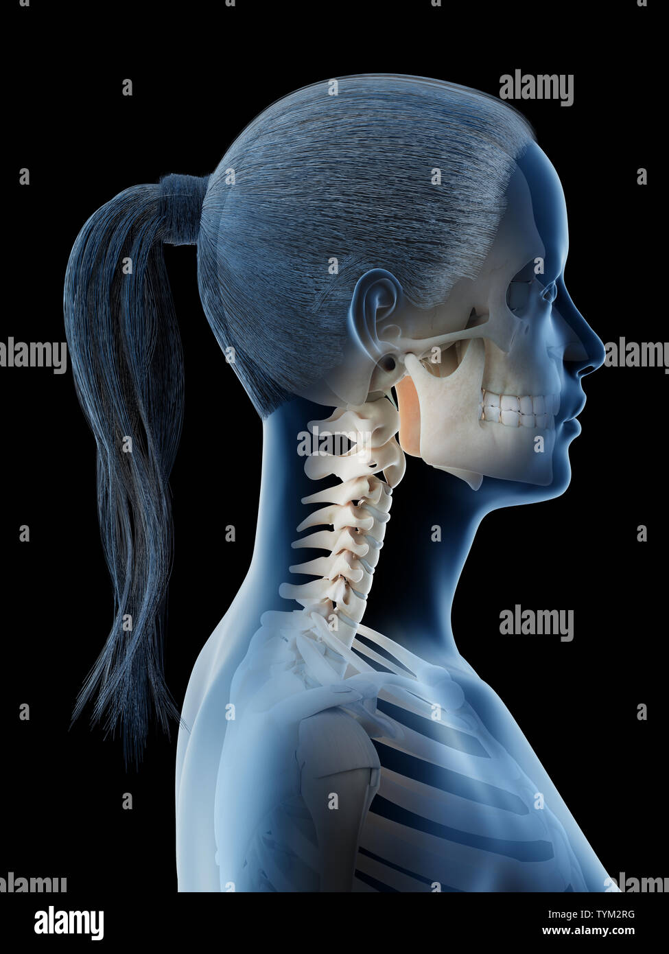 3d rendered illustration of a females bones of the head and neck Stock ...