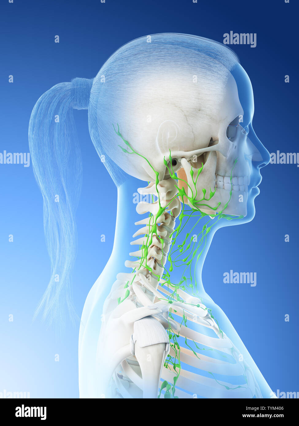 Lymphatic system of neck and head hi-res stock photography and images ...