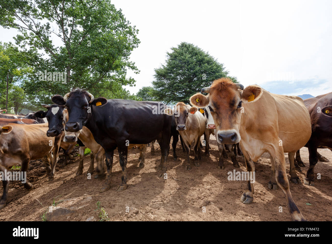 Cows looking curiously Stock Photo - Alamy