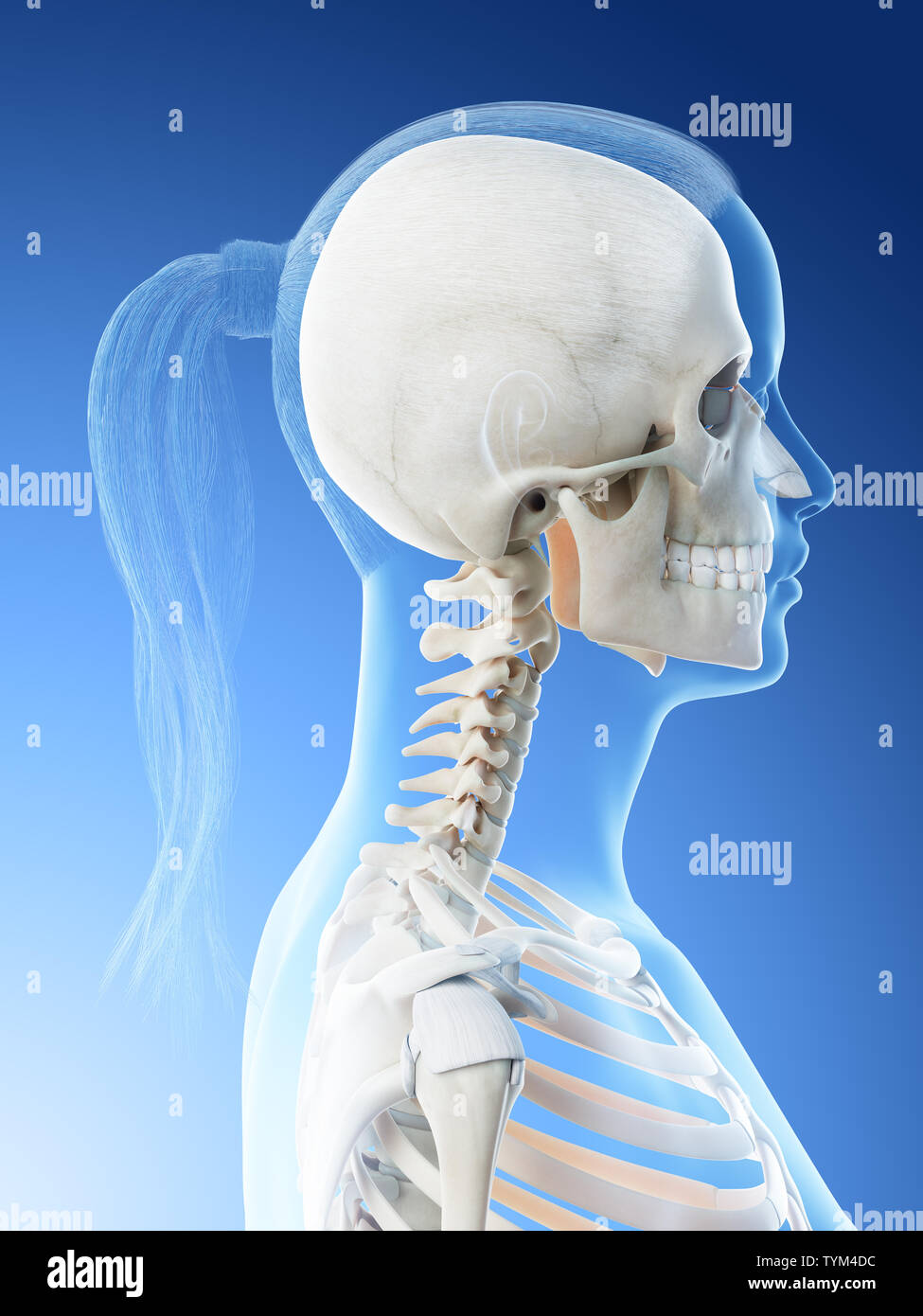 3d rendered illustration of a females bones of the head and neck Stock ...