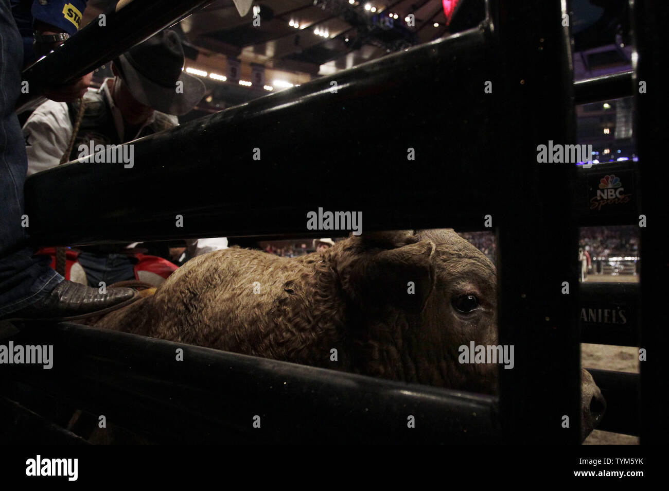 Ross Coleman and a bull named PFI's Disco Baby wait for the gate to ...