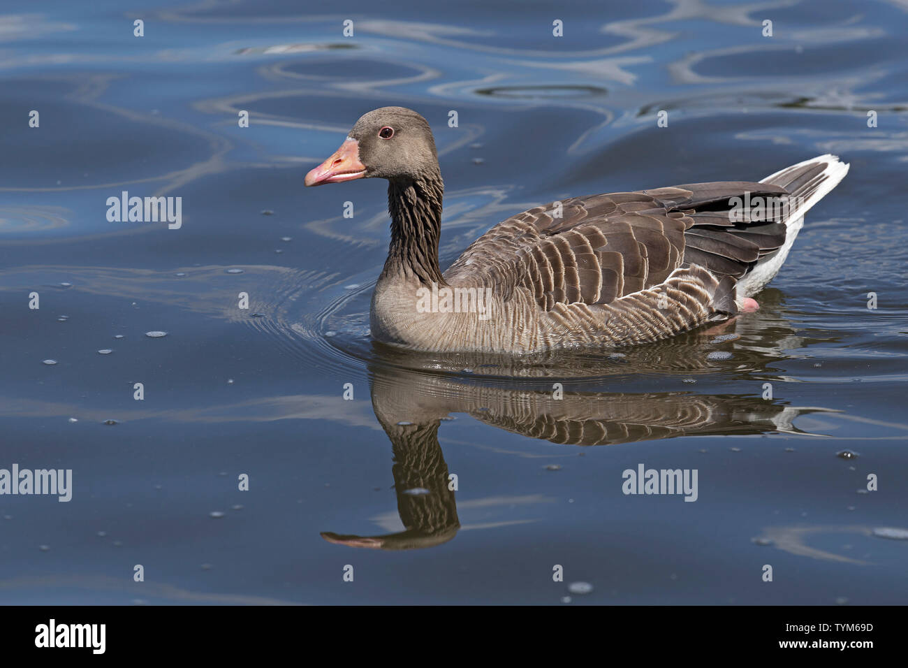 grey goose (Anser anser), Inner Alster, Hamburg, Germany Stock Photo ...
