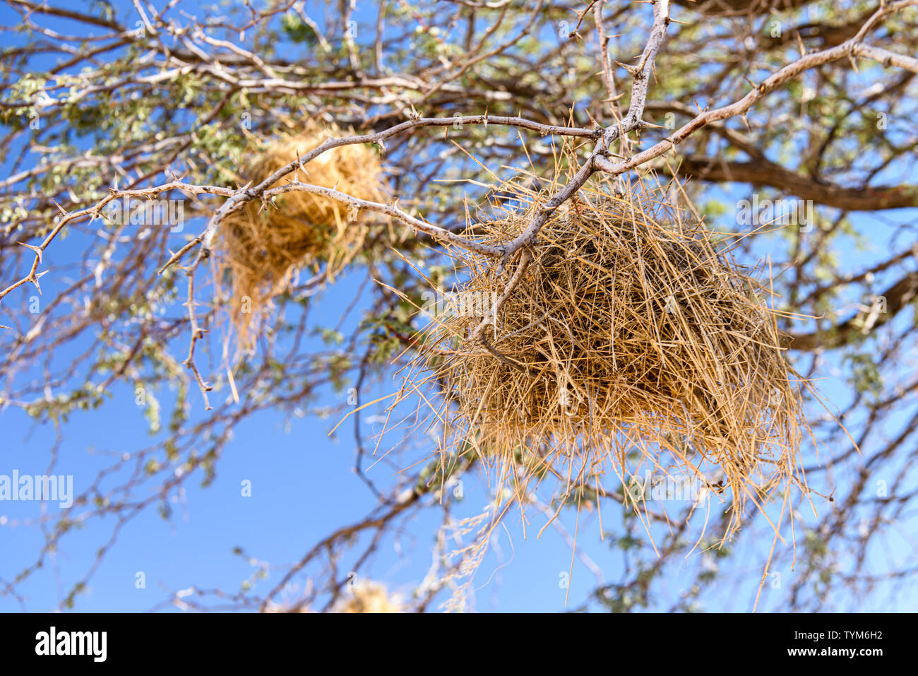 Weaver bird nests hanging from branches of an acacia tree, Namibia ...