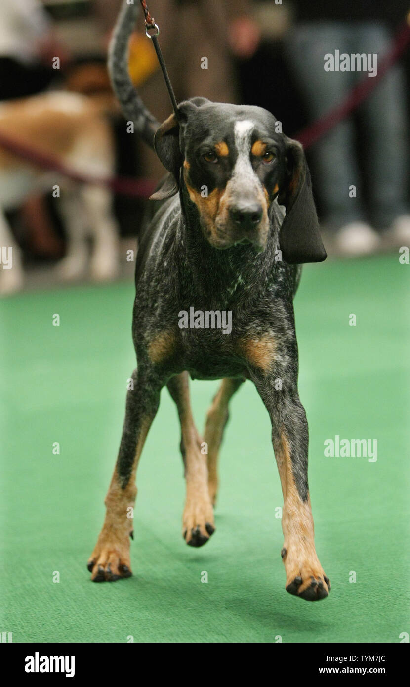 Bluetick breeds hi-res stock photography and images - Alamy
