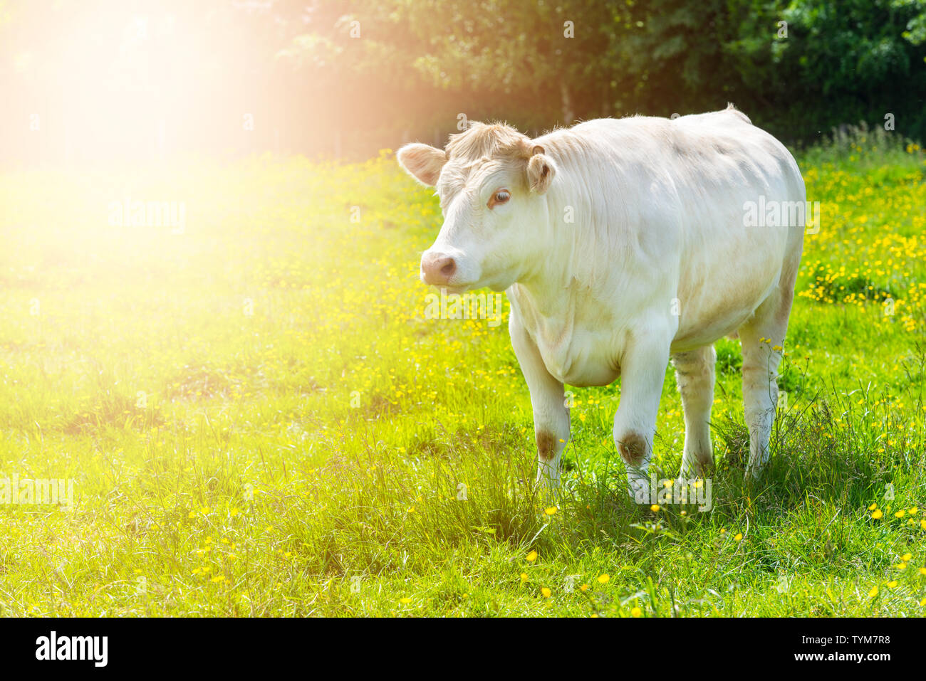White Cows at the Green farmer pasture field landscape on a sunny ...