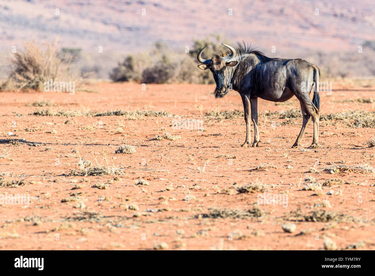 Blue wildebeest on the arid savannah of Namibia Stock Photo - Alamy