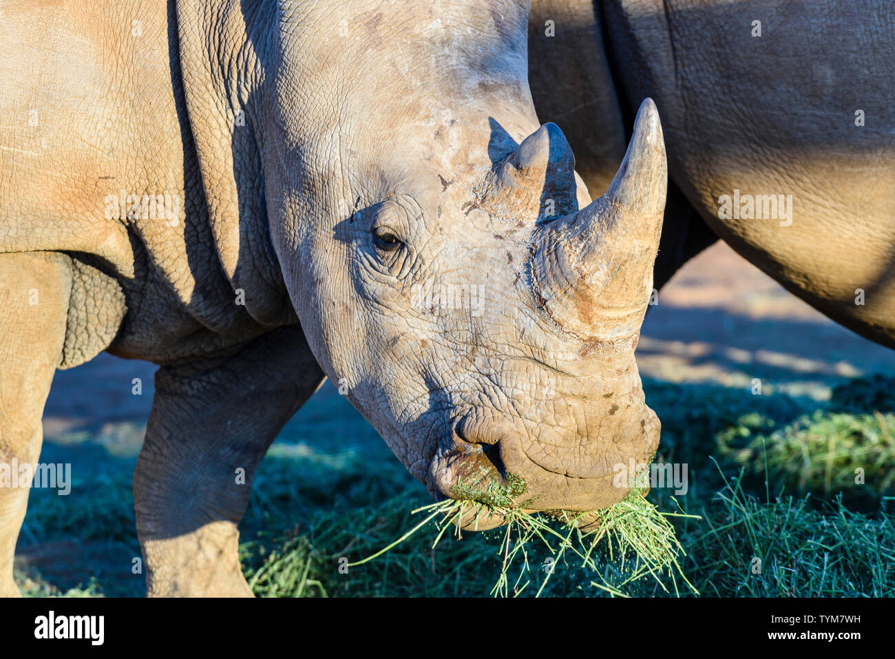 White rhino eats some rare fresh grass, Namibia Stock Photo - Alamy