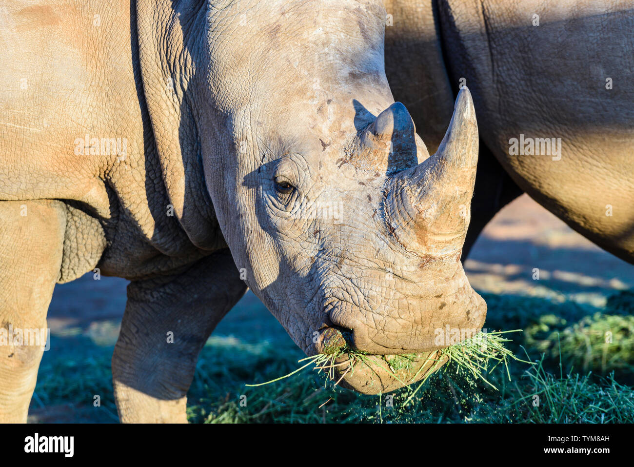 White rhino eats some rare fresh grass, Namibia Stock Photo - Alamy