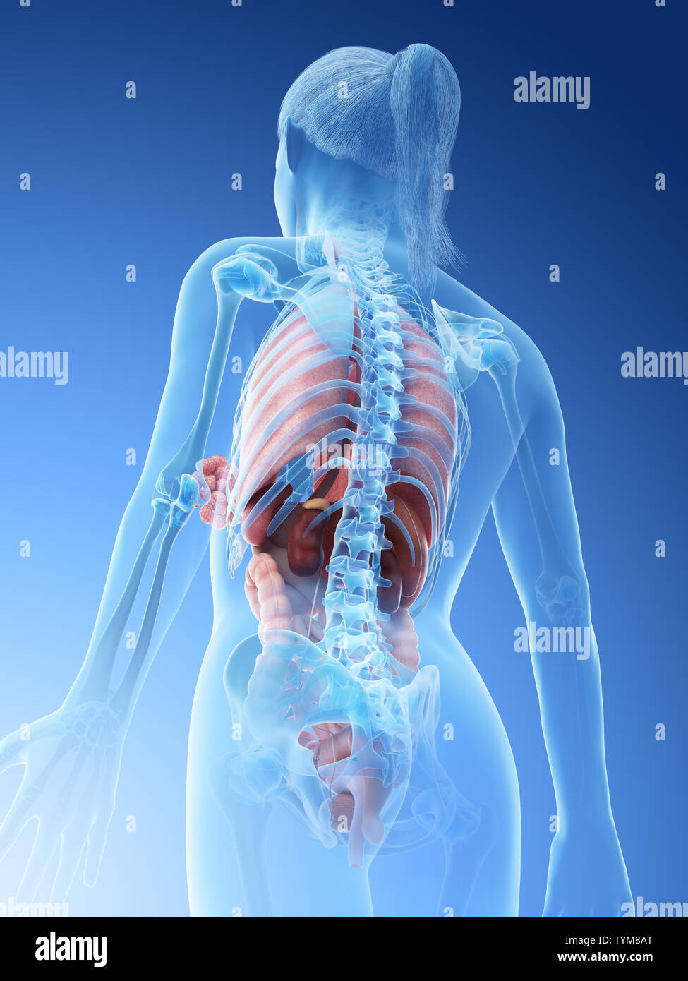 Woman anatomy internal organs back hi-res stock photography and images ...