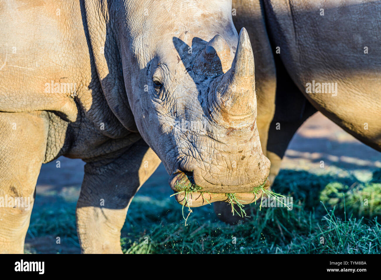 Rhino Horn Medicine High Resolution Stock Photography and Images - Alamy