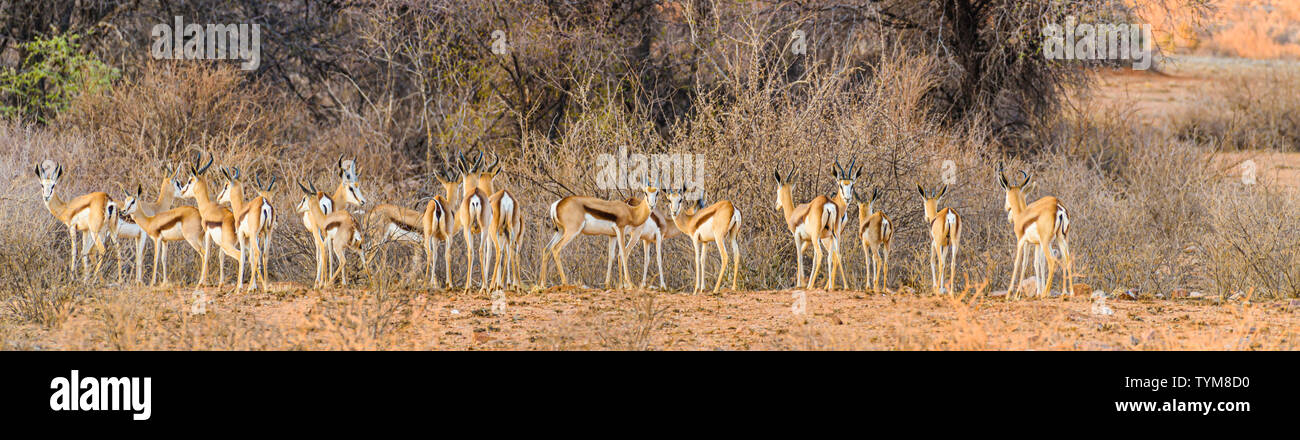 Springbok on the African savannah, Namibia Stock Photo - Alamy