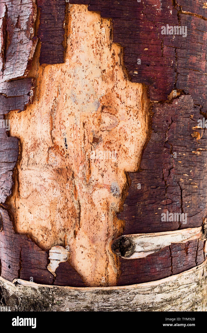 The trunk of birch tree without birchen bark. The trunk of tree ...