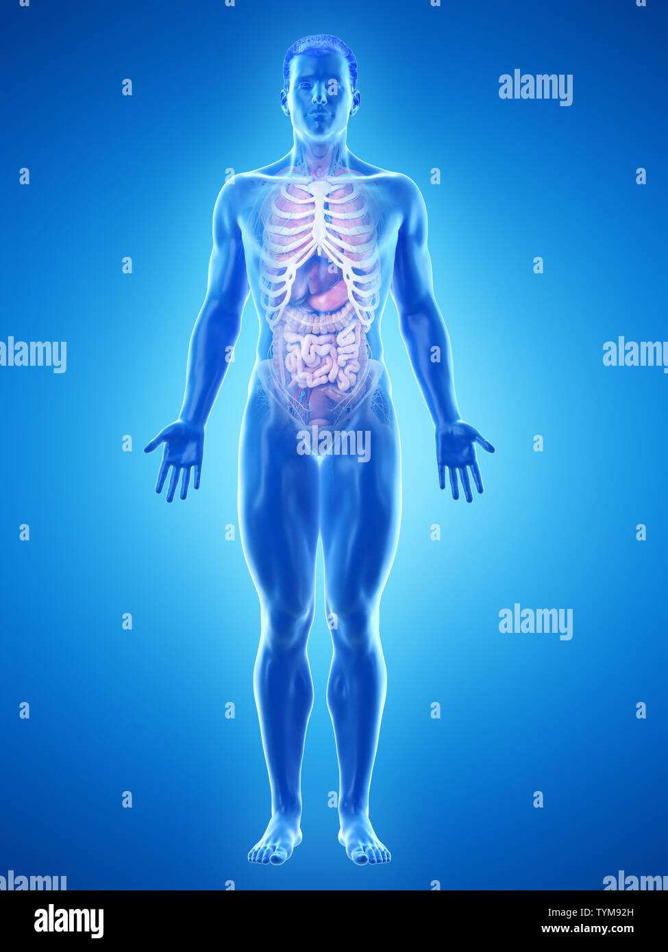 3d rendered medically accurate illustration of a mans organs Stock ...