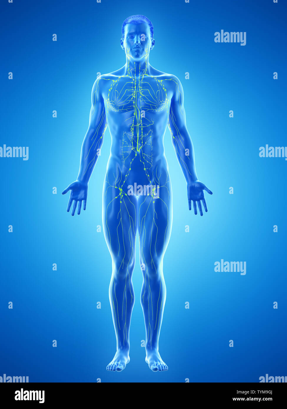 3d rendered medically accurate illustration of a mans lymphatic system ...