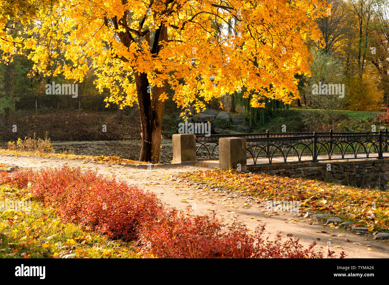 Maple tree with golden leaves illuminated by evening sun in the autumn ...