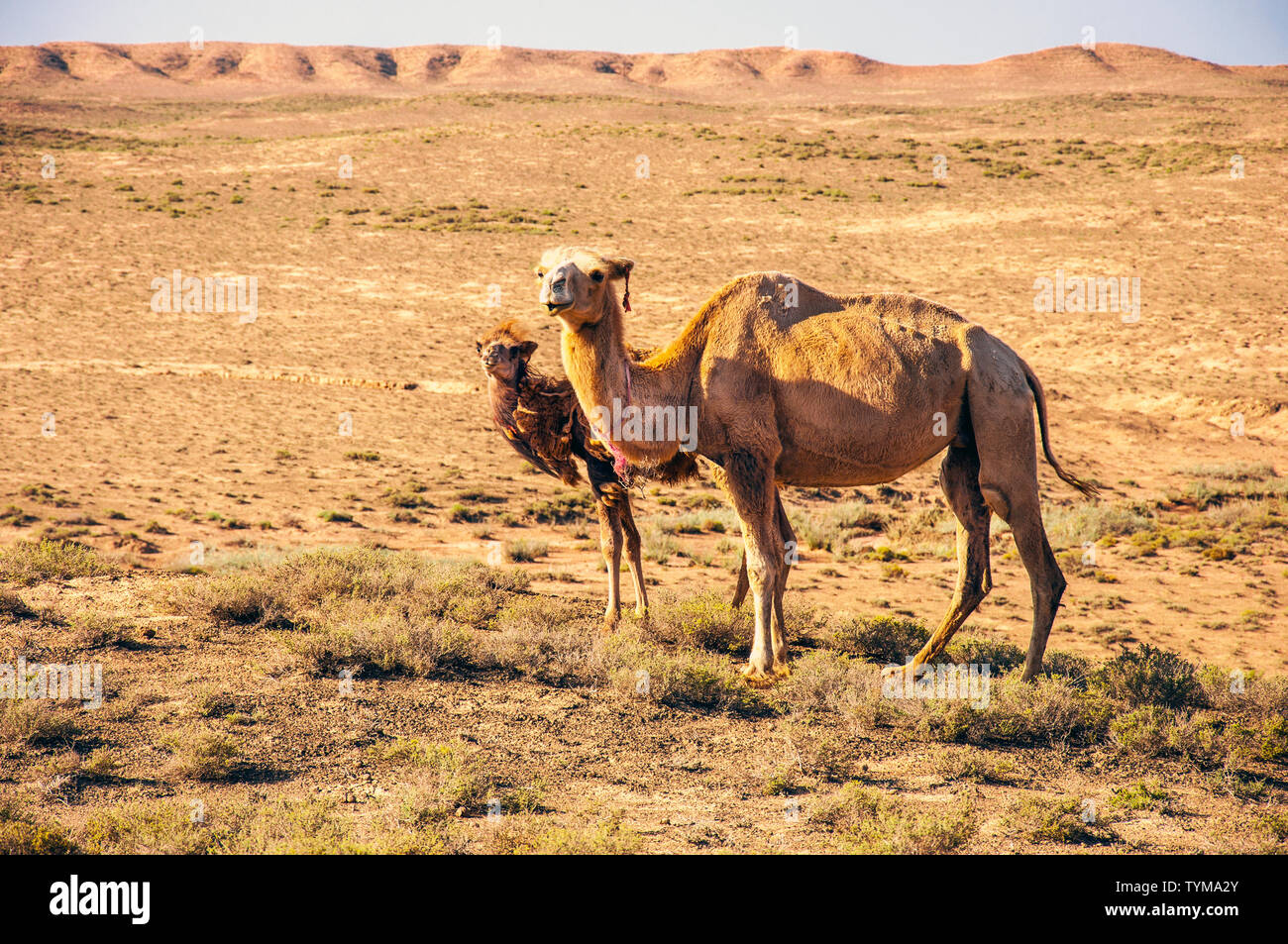 Little camel hi-res stock photography and images - Alamy