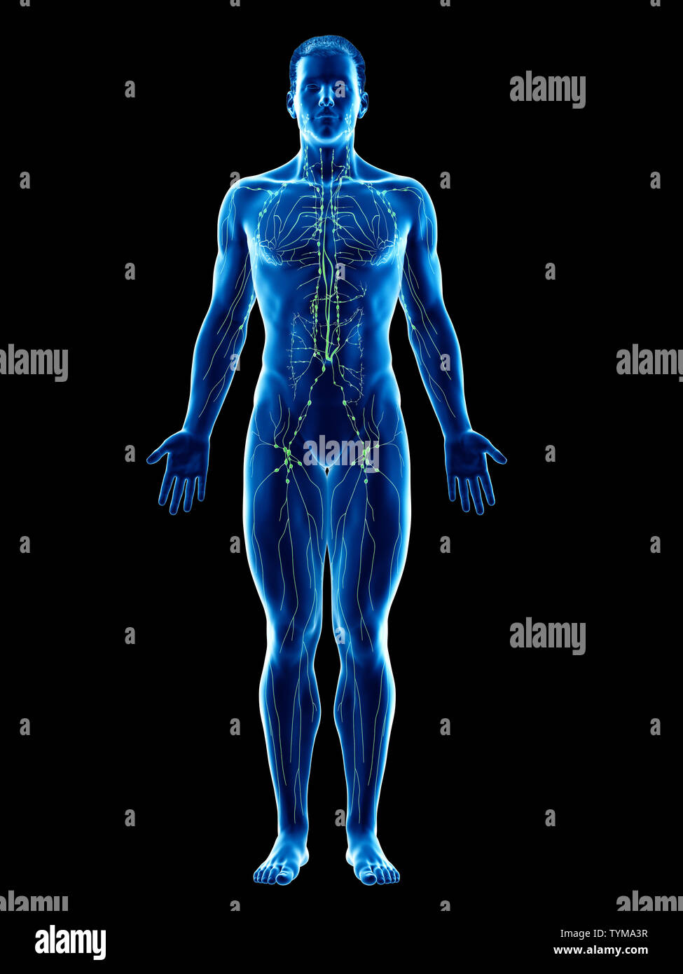 3d rendered medically accurate illustration of a mans lymphatic system ...