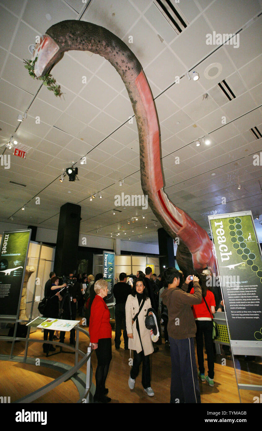 The neck of the life-sized model of a 60-foot-long Mamenchisaurus looms ...
