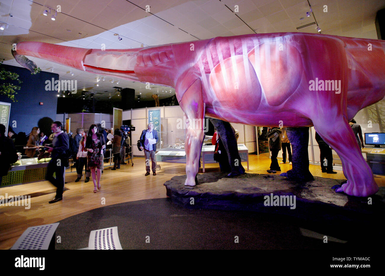 The inner anatomy of the life-sized model of a 60-foot-long ...