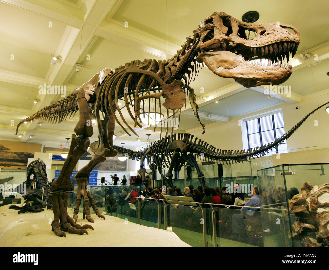 The fossils of a Tyrannosaurus Rex are exhibited at the American Museum ...