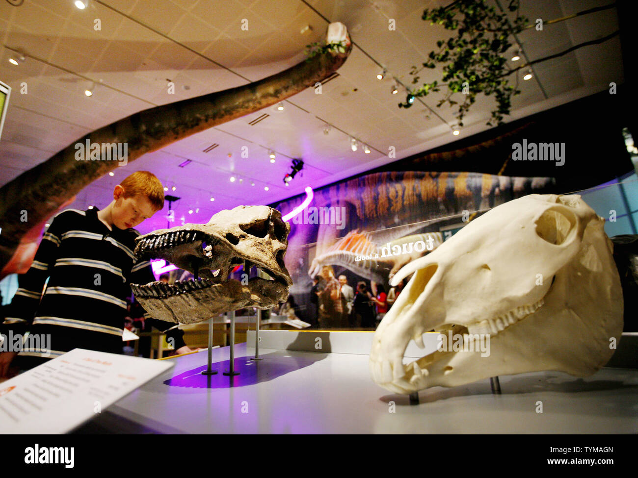 The skulls of Diplodocus (L) and a horse are compared in a display as ...