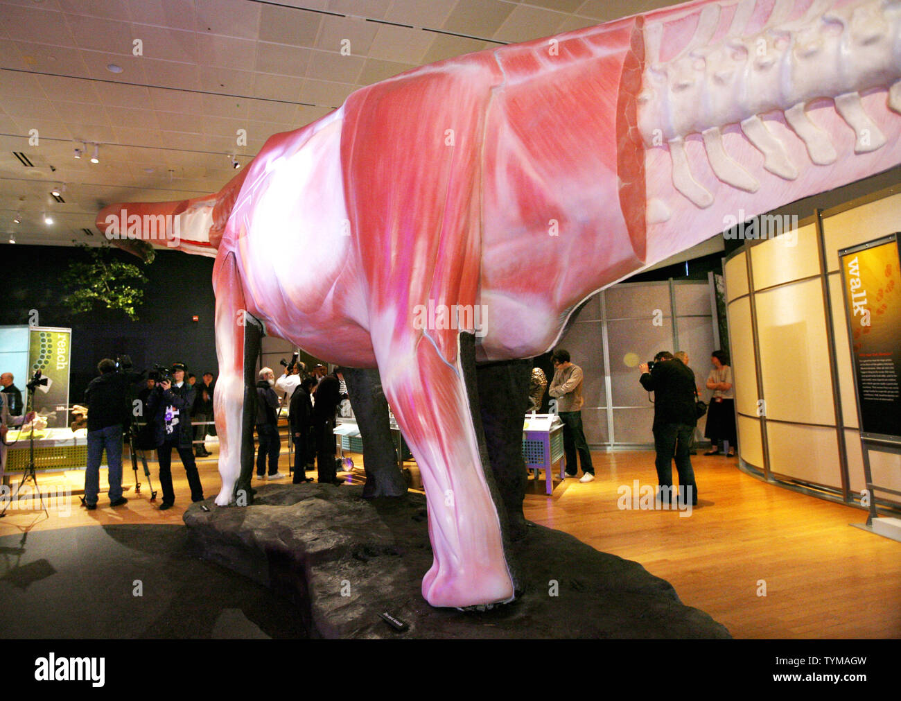 The inner anatomy of the life-sized model of a 60-foot-long ...