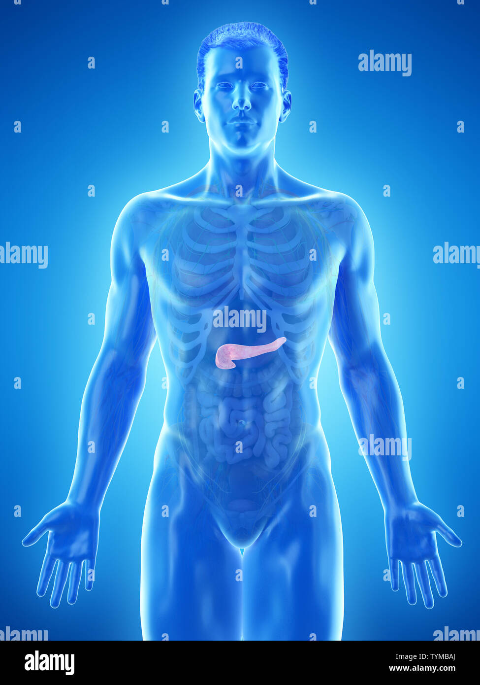 3d rendered medically accurate illustration of a mans pancreas Stock ...