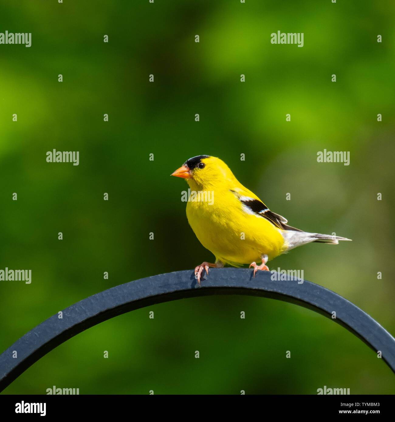 Male goldfinch hi-res stock photography and images - Alamy