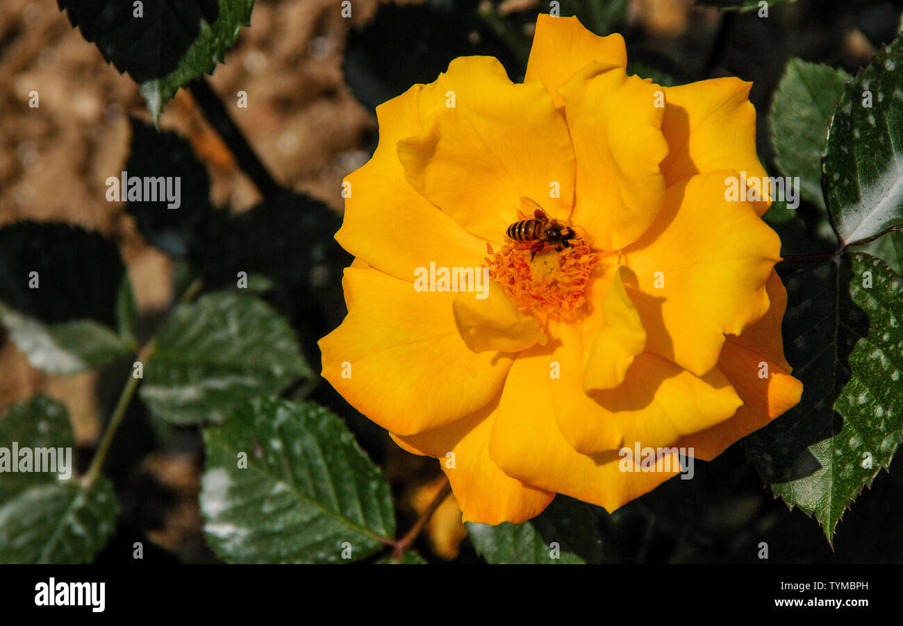 Bee and yellow moon season Stock Photo - Alamy