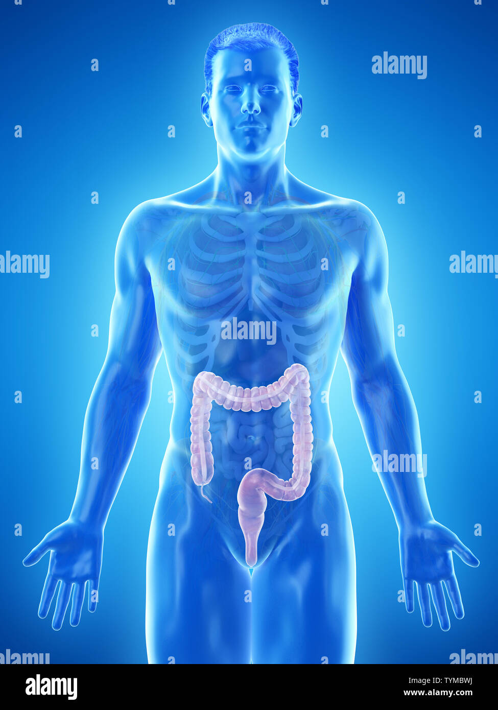 3d rendered medically accurate illustration of a mans colon Stock Photo ...