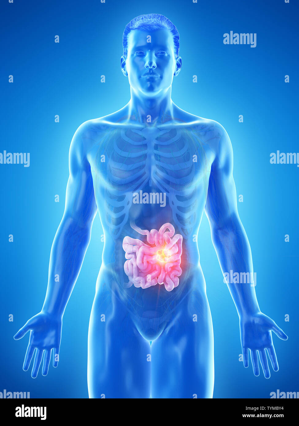 3d rendered medically accurate illustration of a mans small intestine ...