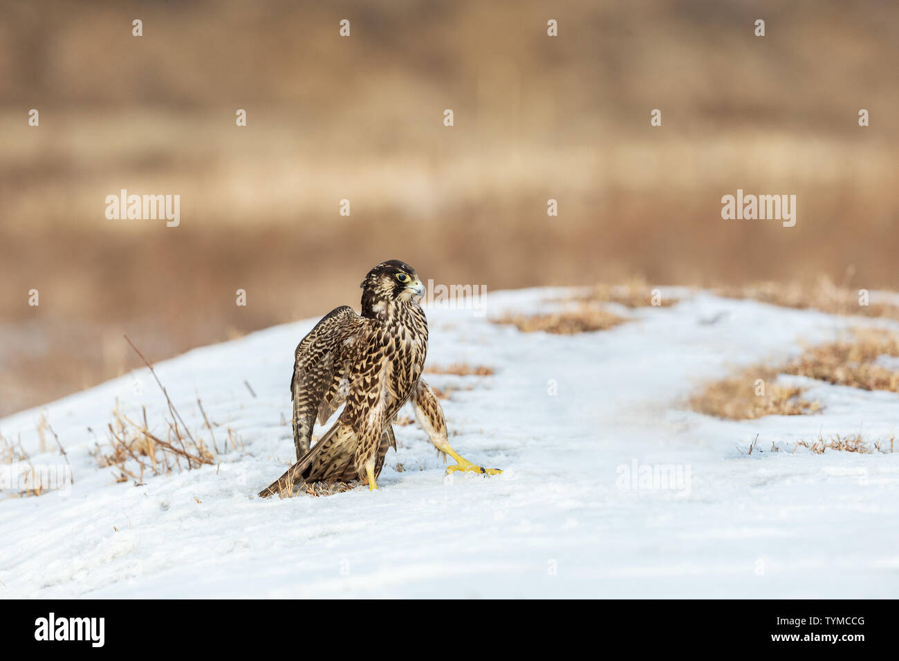 Peregrine falcons flying in the sun and snow Stock Photo - Alamy