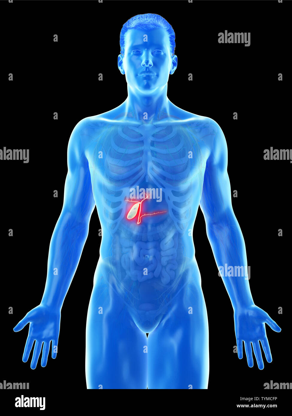 3d rendered medically accurate illustration of a mans gallbladder Stock ...