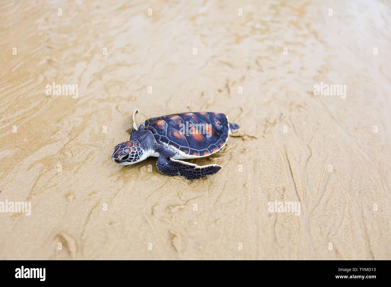 Helping and conserving sea turtles for release to nature Stock Photo ...