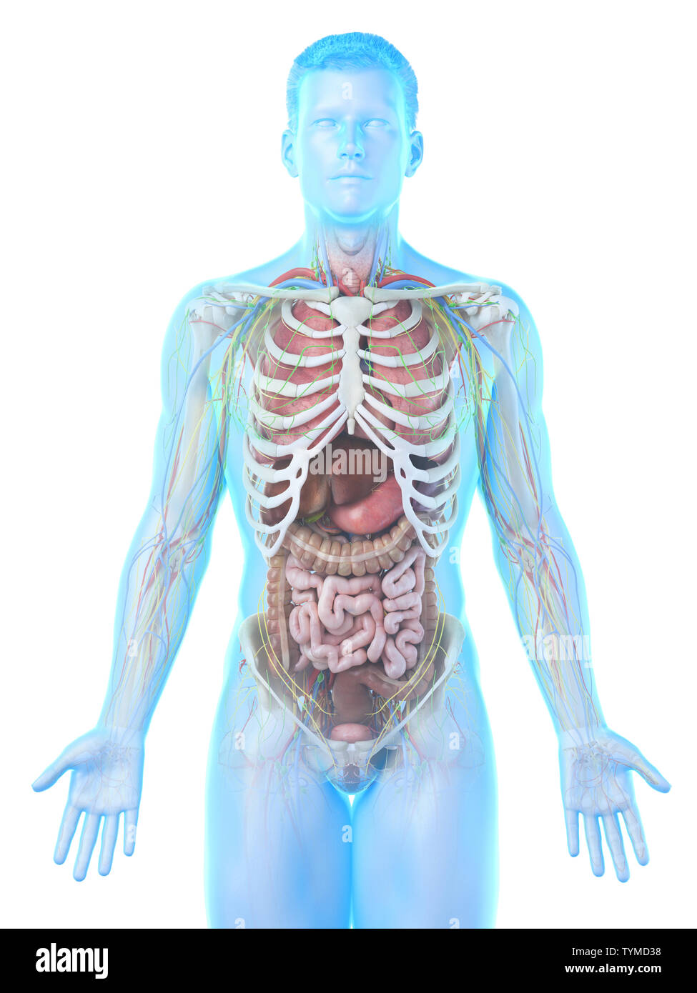 3d rendered medically accurate illustration of a mans organs Stock ...