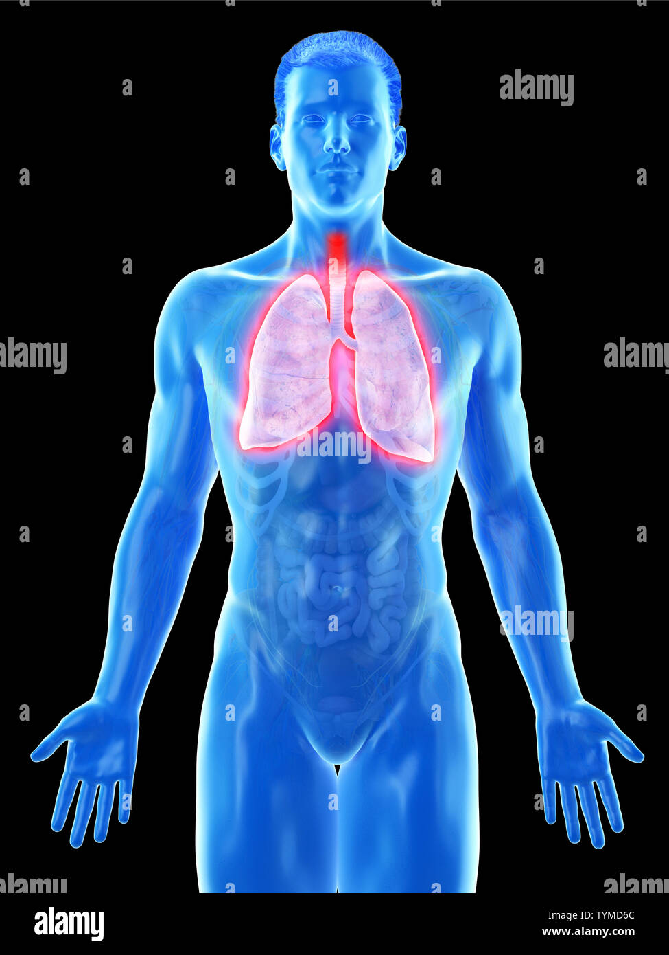 3d rendered medically accurate illustration of a mans lung Stock Photo ...
