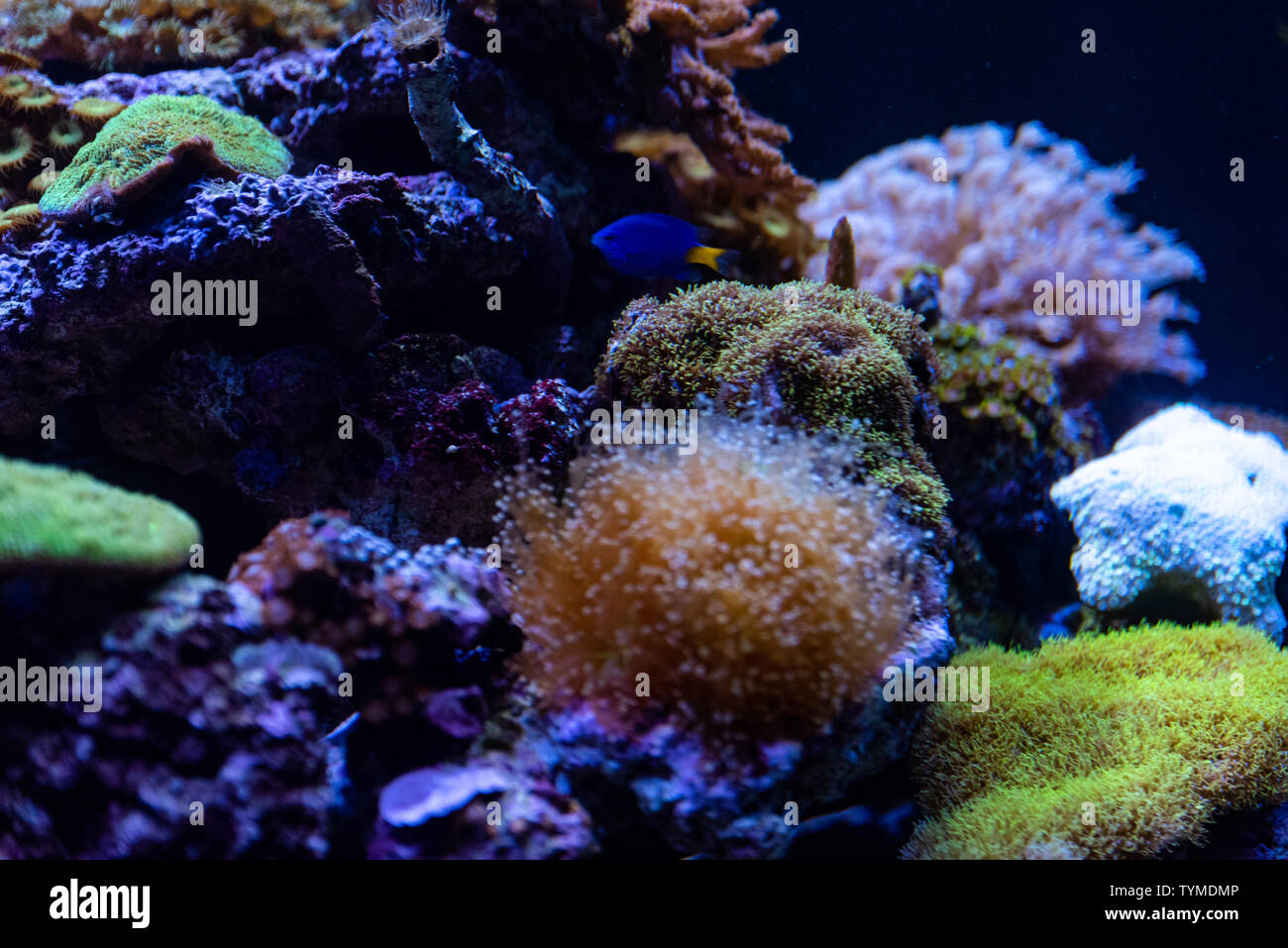 Coral group tropical fish Stock Photo - Alamy