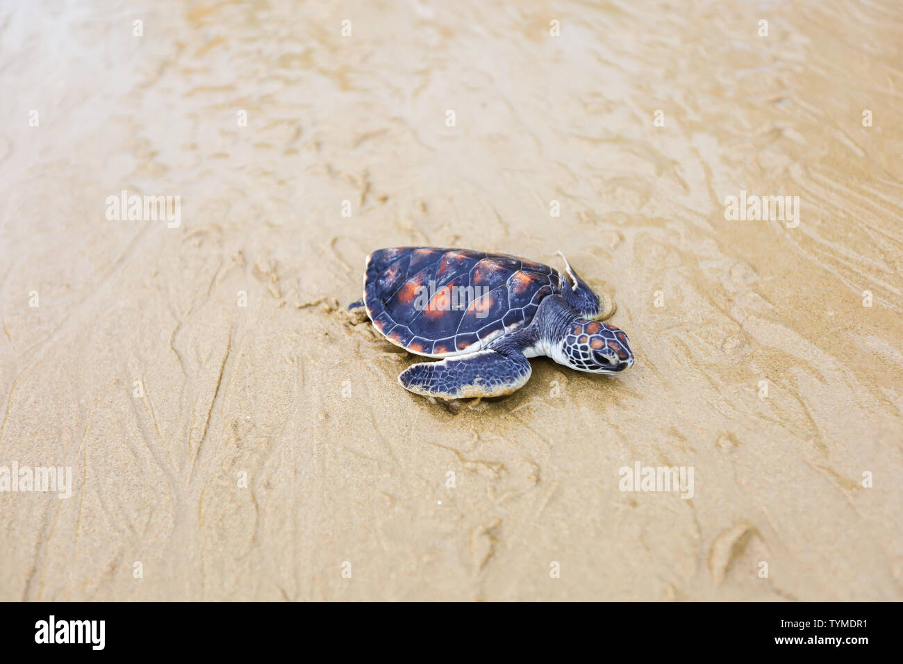 Helping and conserving sea turtles for release to nature Stock Photo ...